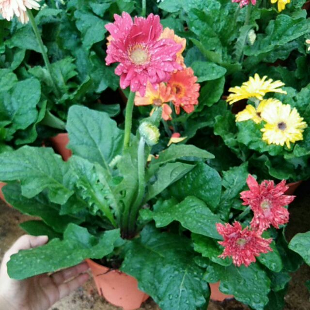 AZ Pokok Bunga Daisy(pelbagai warne) | Shopee Malaysia
