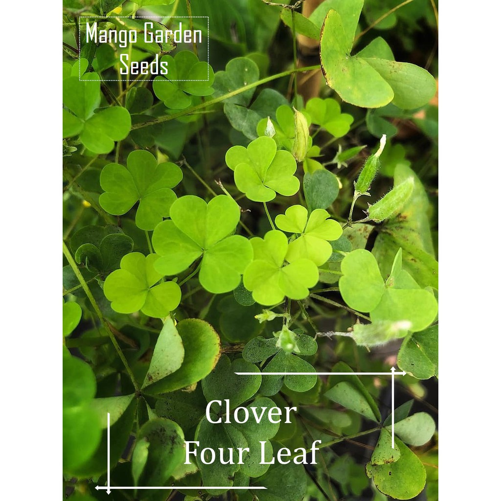 Four Leaf Clover Grass Seeds - 100 Seed *Pot Friendly* Tanam Pasu ...