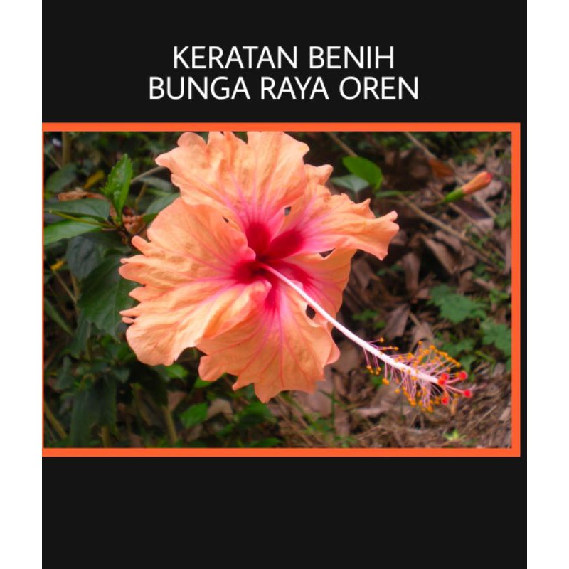 KERATAN BATANG BENIH BUNGA RAYA OREN | Shopee Malaysia