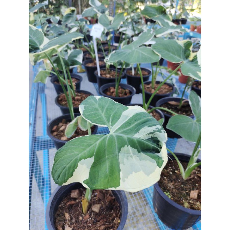 Real Plant Alocasia Mickey Mouse Xanthosoma Albo Marginata | Shopee ...