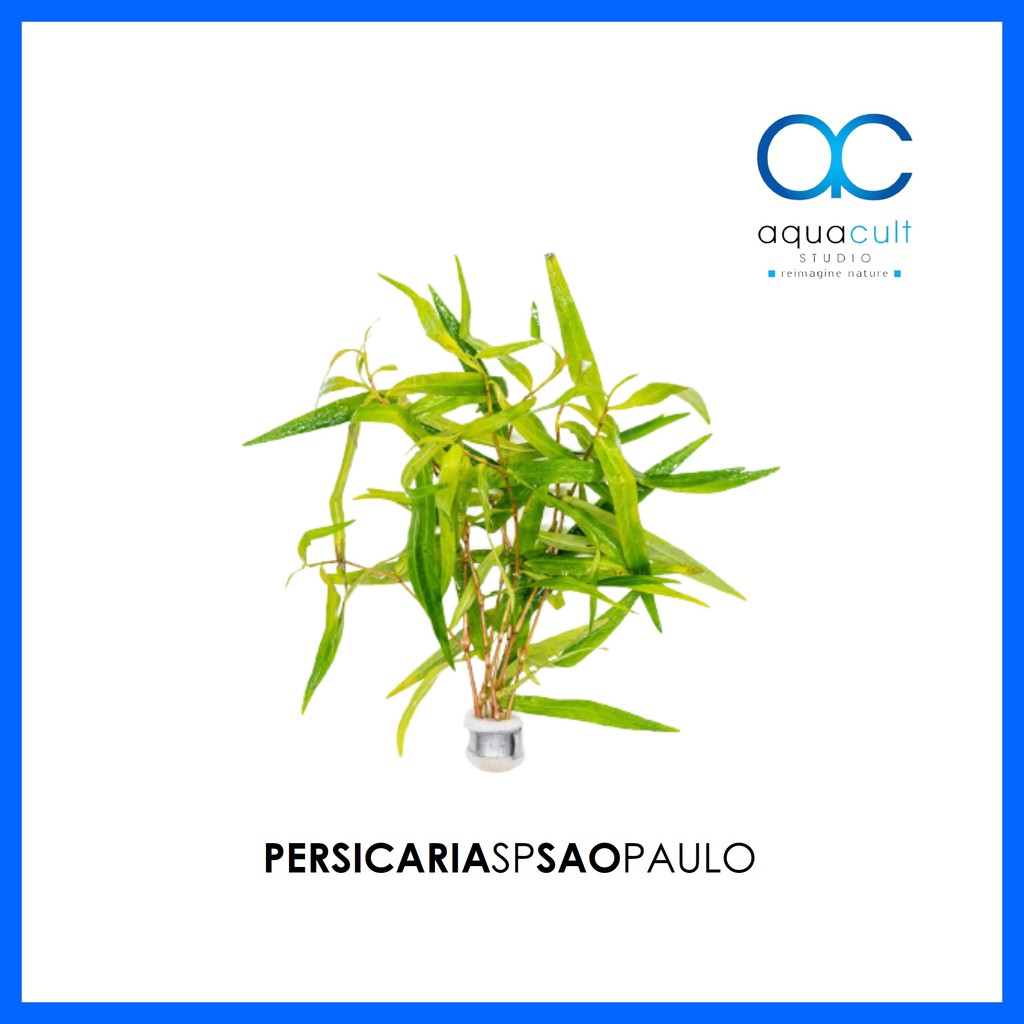 Persicaria sp 'Sao Paulo' - Pot (Aquascape/Aquarium/Vivarium/Paludarium ...
