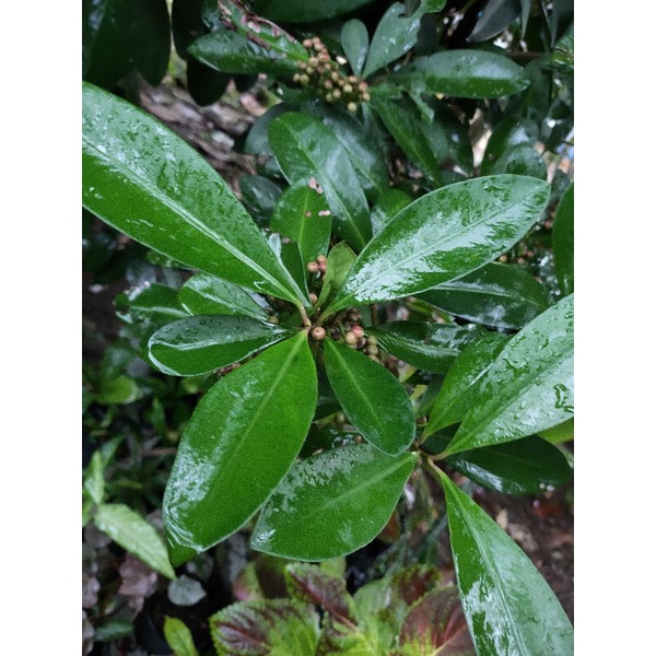 Pokok ulam mata itik/ mata pelanduk/ pokok penar | Shopee Malaysia