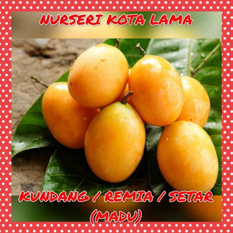 🔥HYBRID🔥 POKOK KUNDANG MADU THAI / Marian Plum Mango Tree / Remia Madu ...