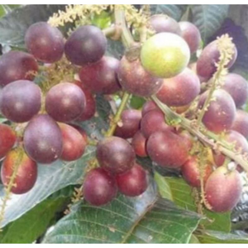 Pokok buah matoa longan brazil buah kristal buah hitam | Shopee Malaysia
