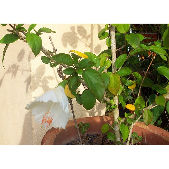 ANOR - White Hibiscus Sapling (Anak pokok Bunga raya putih kampung ...