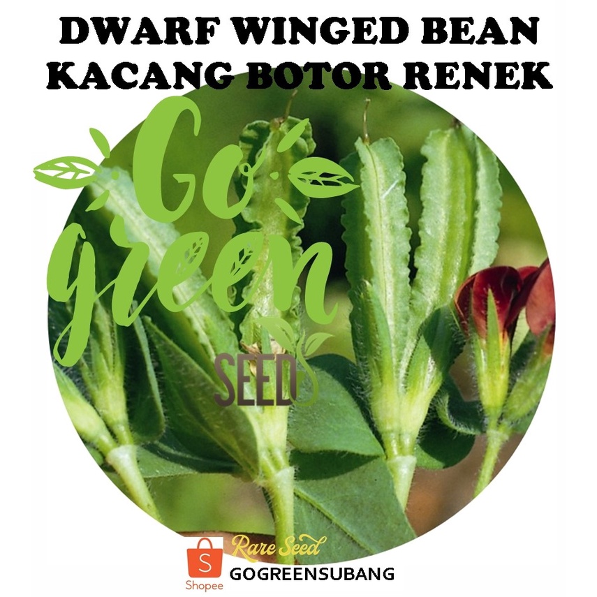 DWARF ANGLE BEAN (KACANG BOTOR RENEK) - BENIH RARE DWARF WINGED BEAN ...