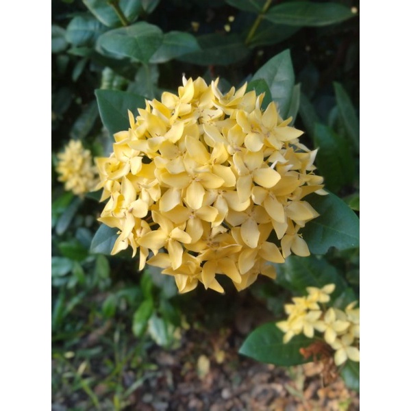 🔥Anak Pokok Asoka Jejarum Bunga Kuning M size 🔥 | Shopee Malaysia