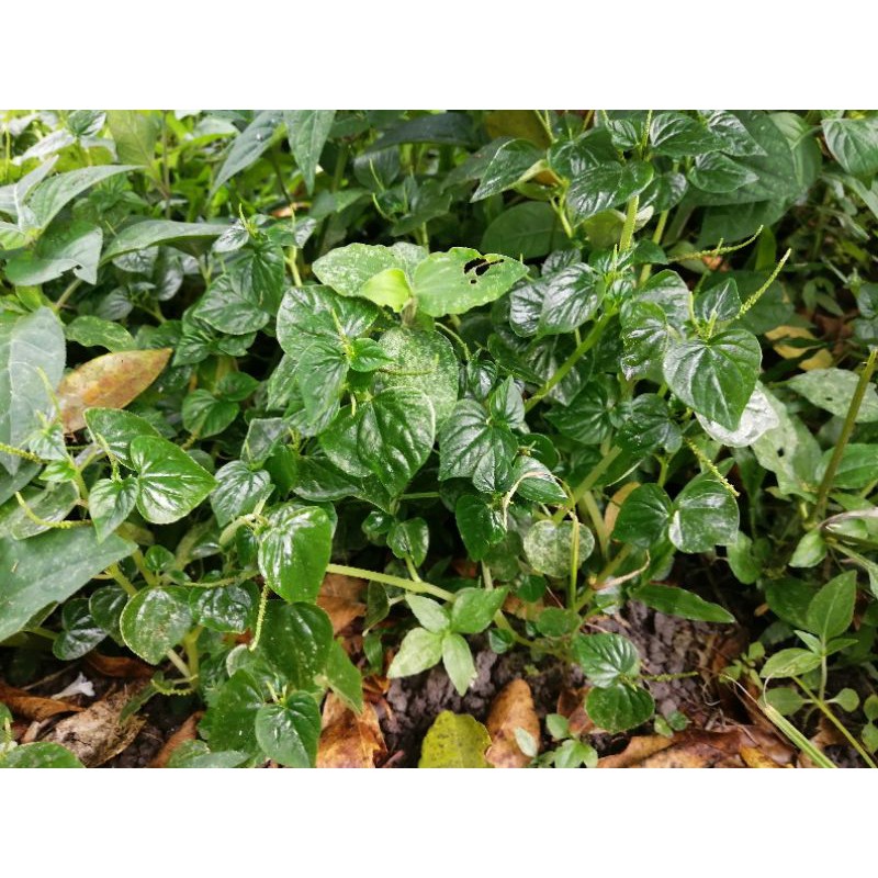 Pokok Sireh Cina (Ulam) 1 Ikat | Shopee Malaysia