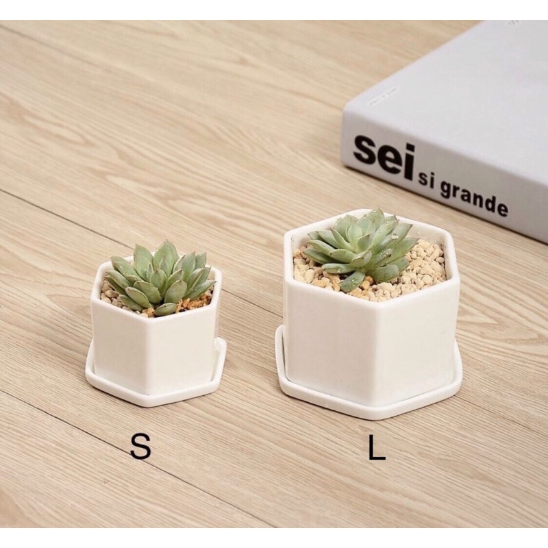 Aesthetic Hexagon Ceramic Pot For Succulent Plant Small Flower Pot Pasu ...