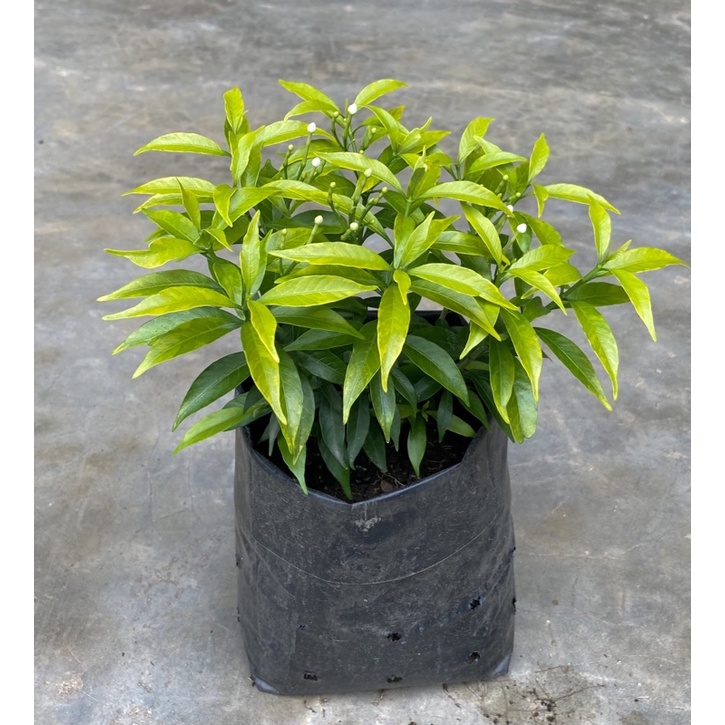 Tabernaemontana Divaricata Dwarf / Pinwheel Flower (Gold) | Shopee Malaysia