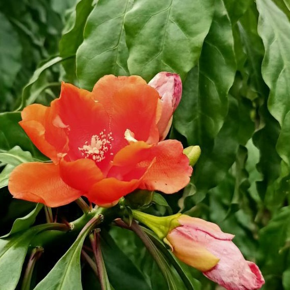 POKOK DURI TUJUH BILAH [ULAMAN BERKHASIAT] | Shopee Malaysia