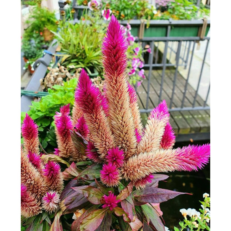 Biji Benih Balung Ayam Silver Pink ( Plumed Cockscomb ) Celosia ...