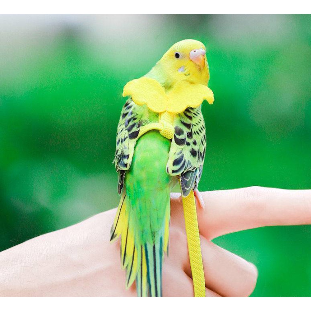 Parrot Strap, Bird Flying Rope, Bird Angel Wings, Cockatiel, Budgerigar ...