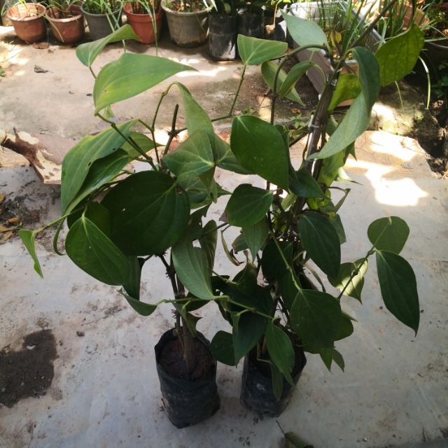 Anak pokok lada hitam(Tut/kawin) | Shopee Malaysia