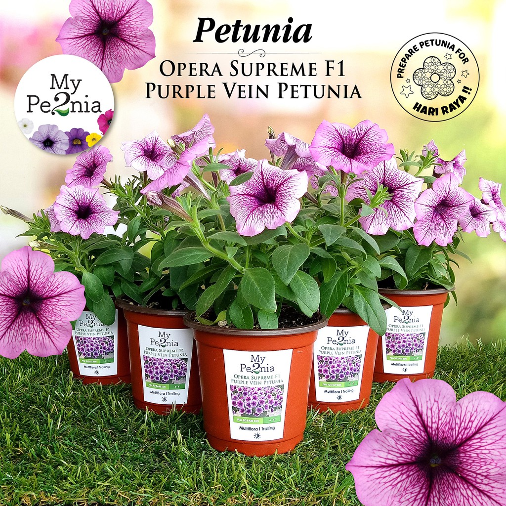 Petunia Live Plant - Opera Supreme F1 Purple Vein Petunia (Pokok Hidup ...