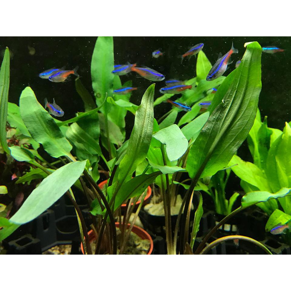 Cryptocoryne Lutea Aquatic Plant | Shopee Malaysia