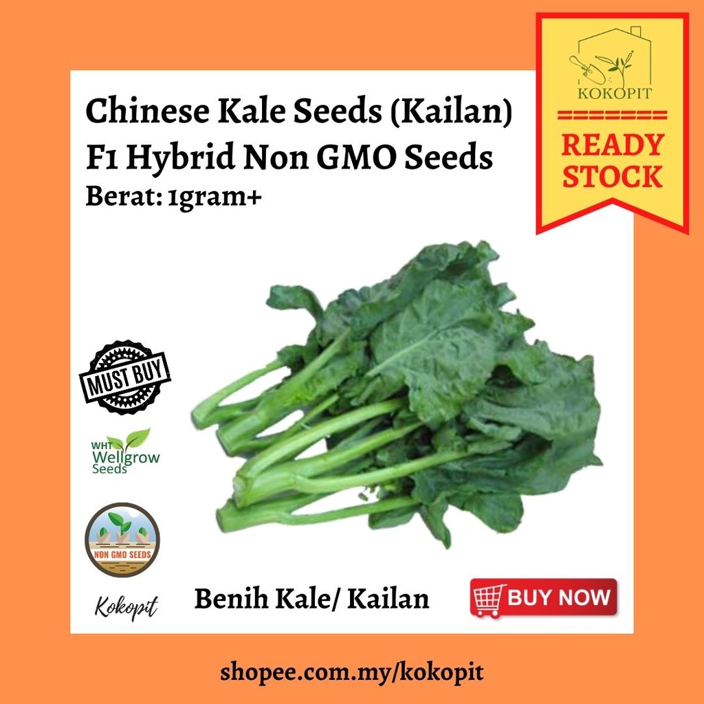 💥READY STOCK💥Chinese Kale Seeds | Benih Kailan 1g+ | F1 Hybrid Non GMO ...