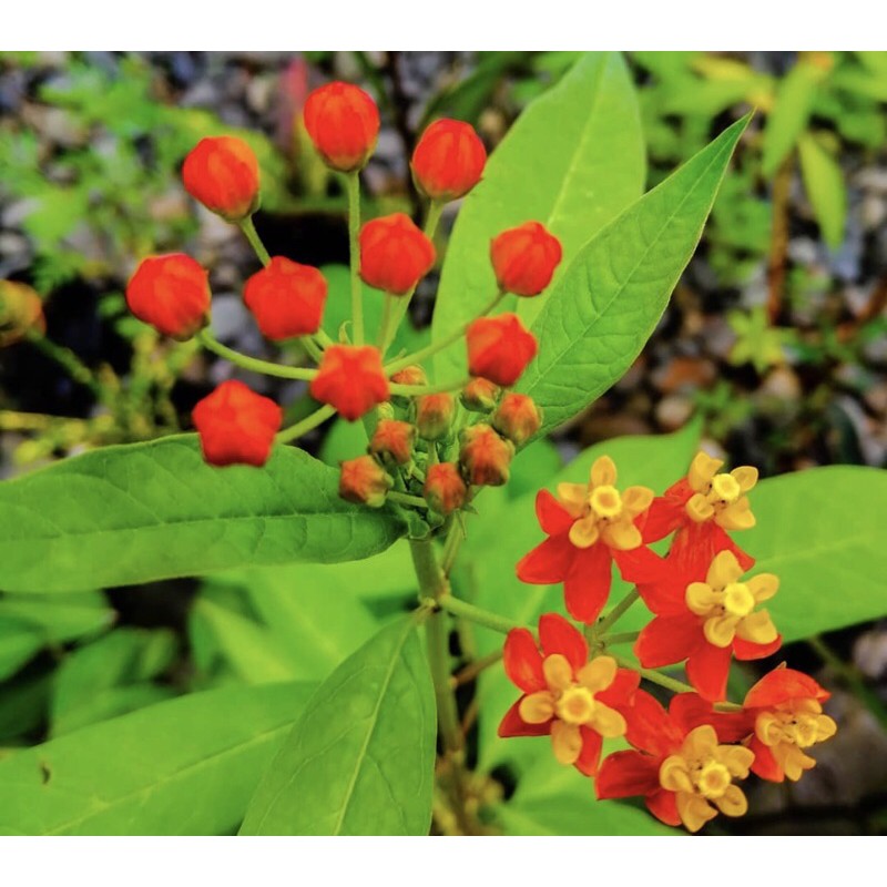 Bunga Emas @ Blood Flower . Bunga Emas kesukaan rama-rama taman🦋🦋🦋 ...