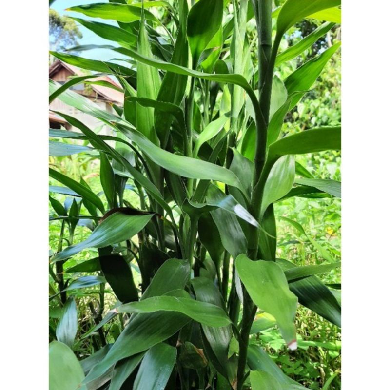 Anak pokok lucky/lotus bamboo | Shopee Malaysia