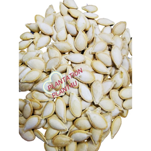Pumpkin seeds 金瓜种子 Biji Benih Labu Manis | Shopee Malaysia