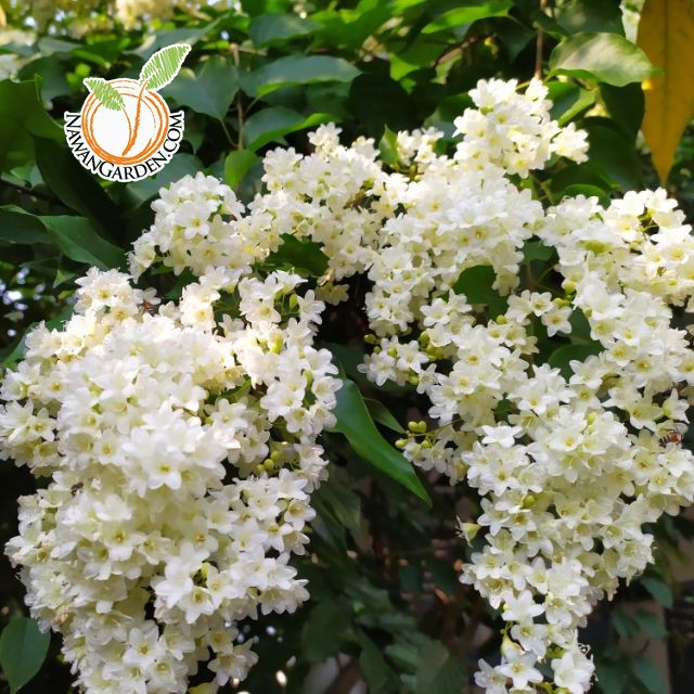[Fragrance Flower] Porana Volubilis Snow Vine Live Plant/ Pokok Bunga ...