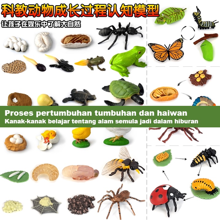 48Model Kitaran Hayat Binatang Haiwan Mainan Pendidikan Awal Kognitif ...