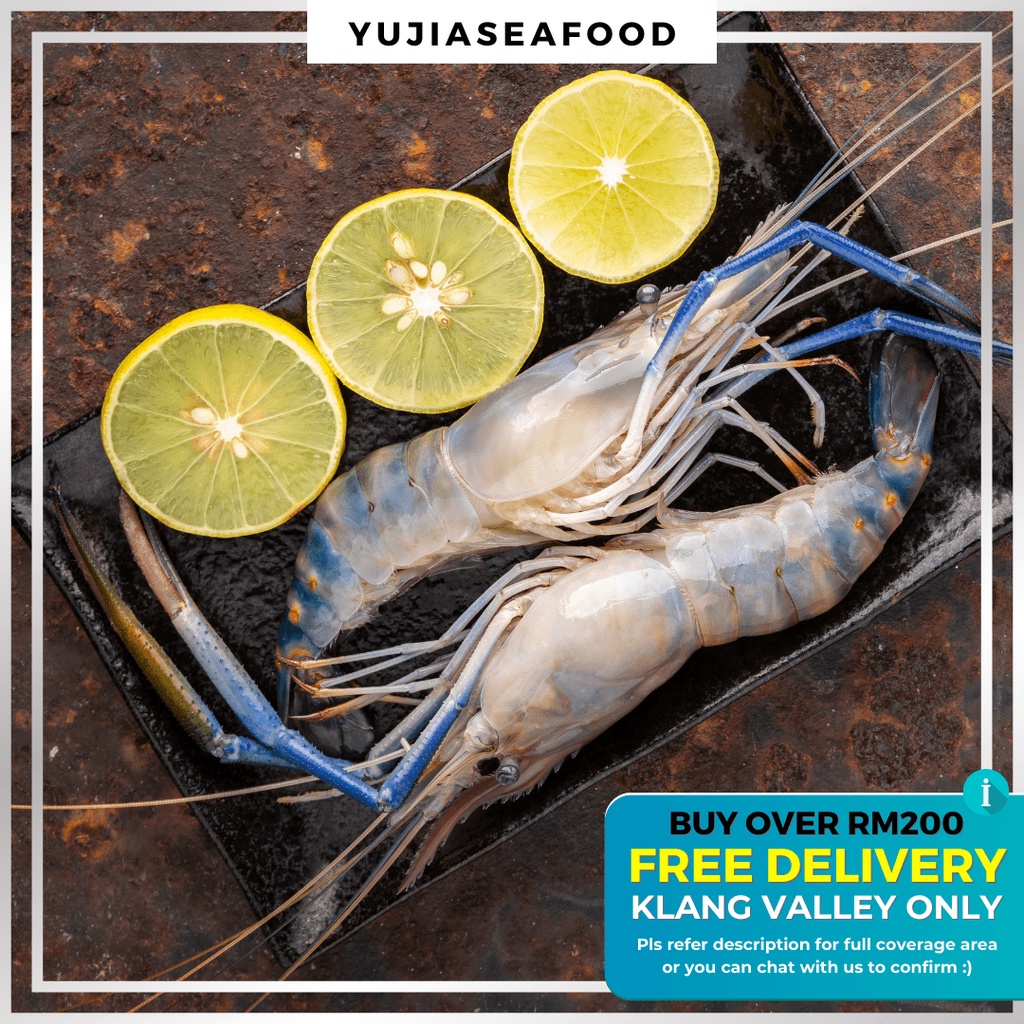 [KL&SGR SAHAJA] 1 pcs SUPER SIZE Udang Galah U2 / Scampi Giant ...
