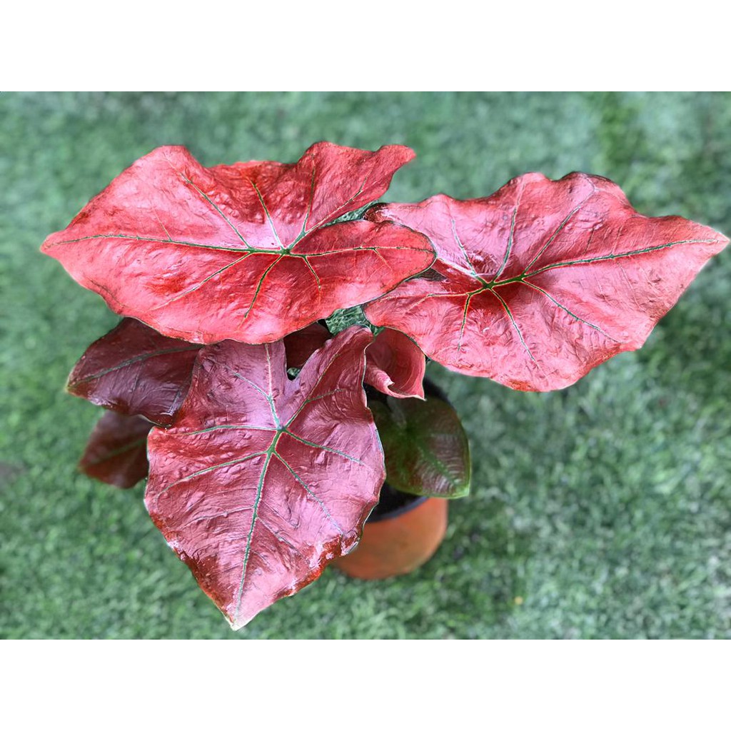 Caladium Festivia (P130-S/M) | Shopee Malaysia