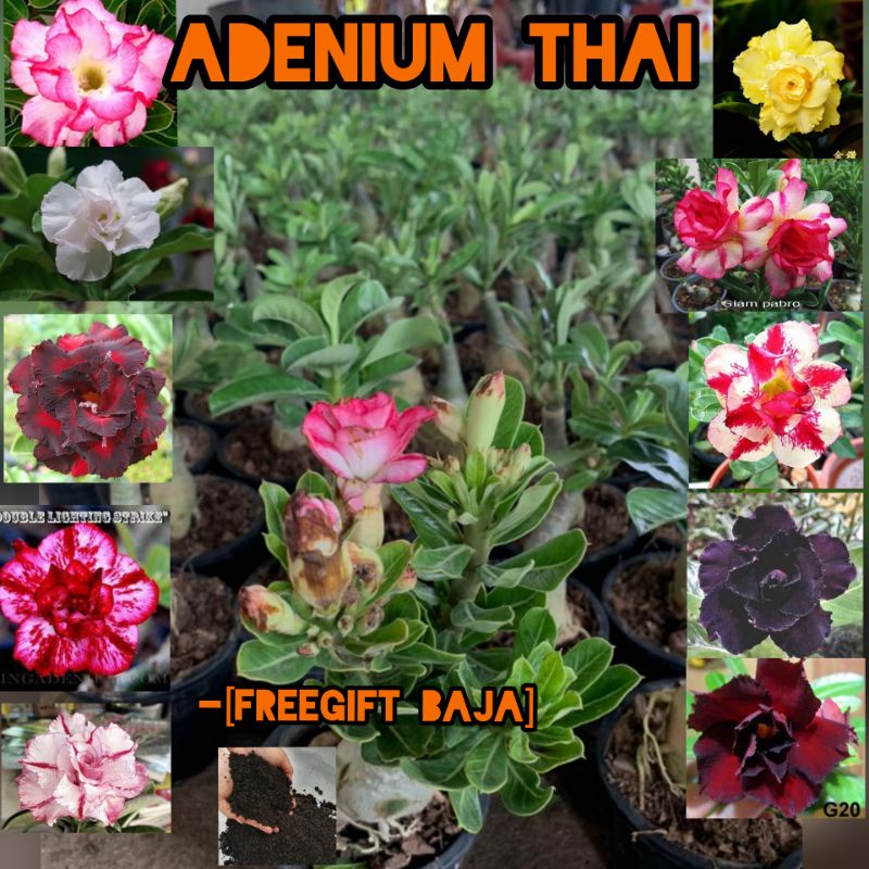 (Limited colour) ADENIUM THAI PLANT (POKOK BUNGA KEMBOJA) | Shopee Malaysia