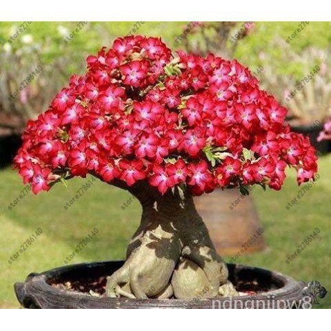 1pcs Adenium Obesum biji gurun mawar langka biji bunga Thailand untuk ...