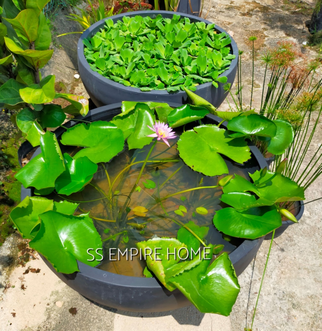REX FP15 Low White Fiberglass White Round Flat Premium Conical Lotus ...