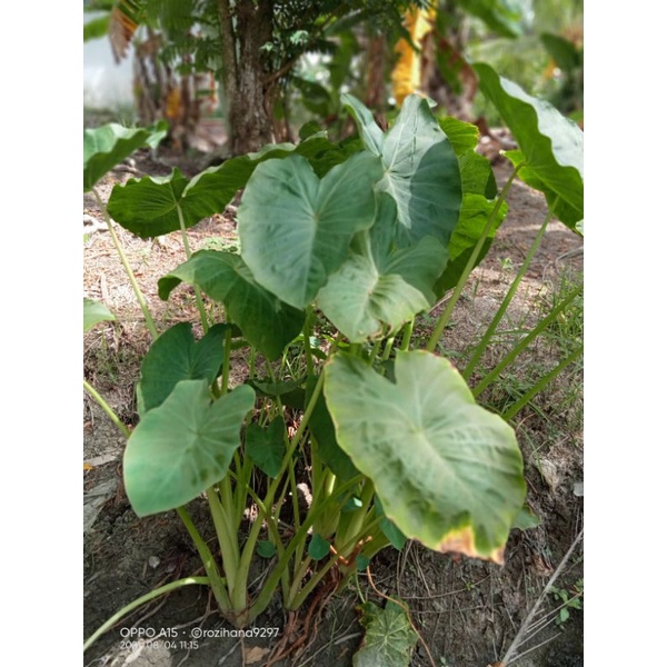 Anak benih keladi sayur 🔥ready stock🔥 | Shopee Malaysia