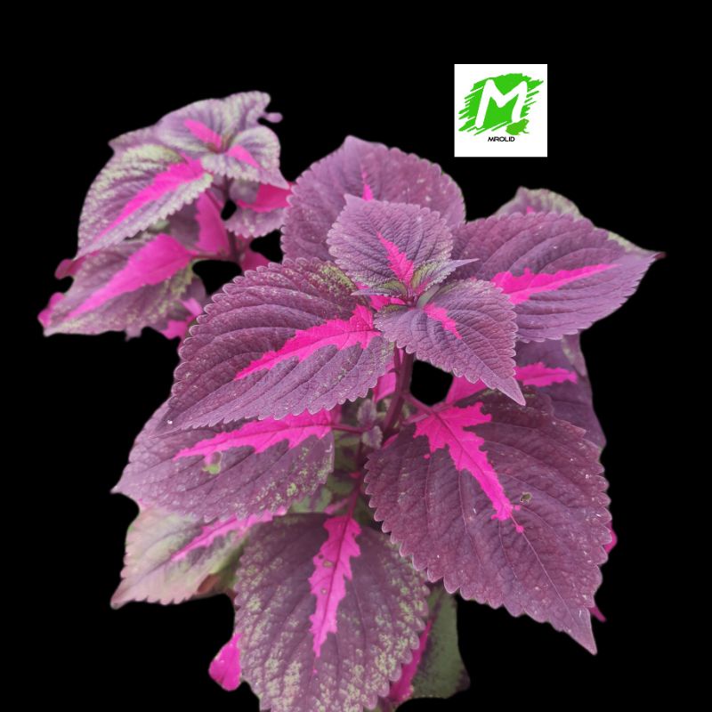 Pokok Bunga Ati-ati. tm (Tumbuhan darat) | Shopee Malaysia