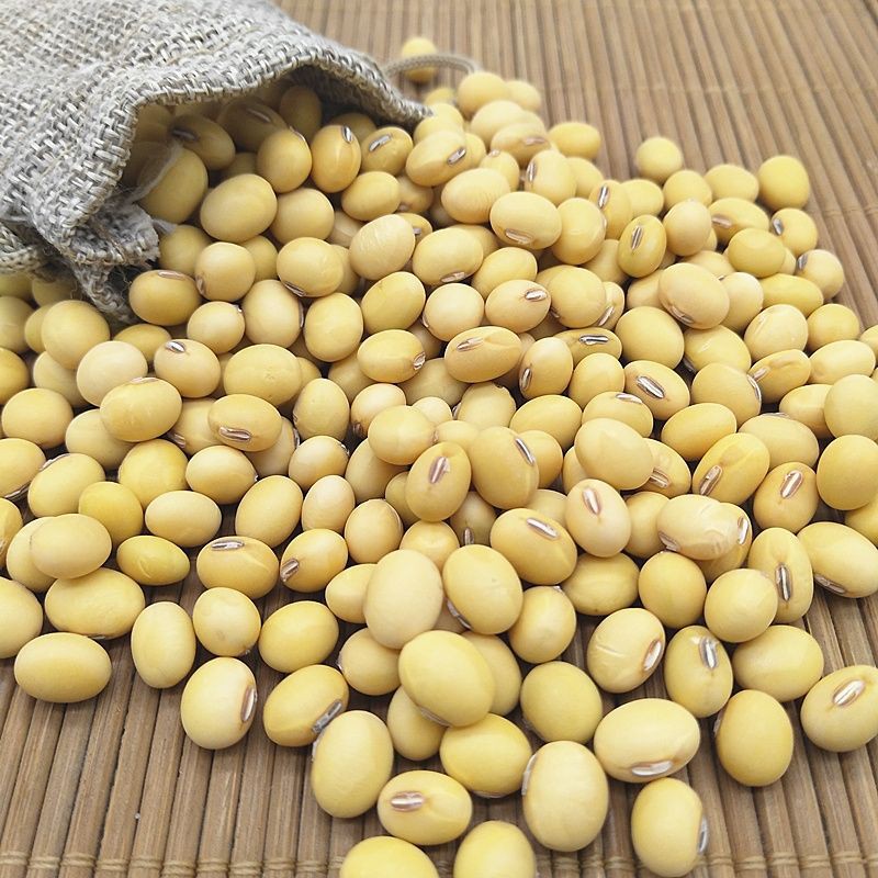 Soya Bean 黄豆 180g (Kacang Soya) | Shopee Malaysia