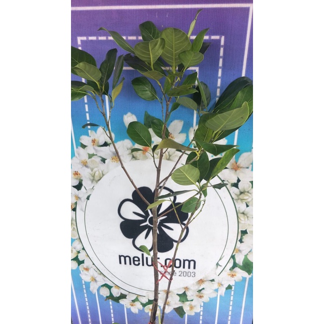ANOR - Grafted jackfruit Dang suria Sapling / Anak pokok nangka madu ...