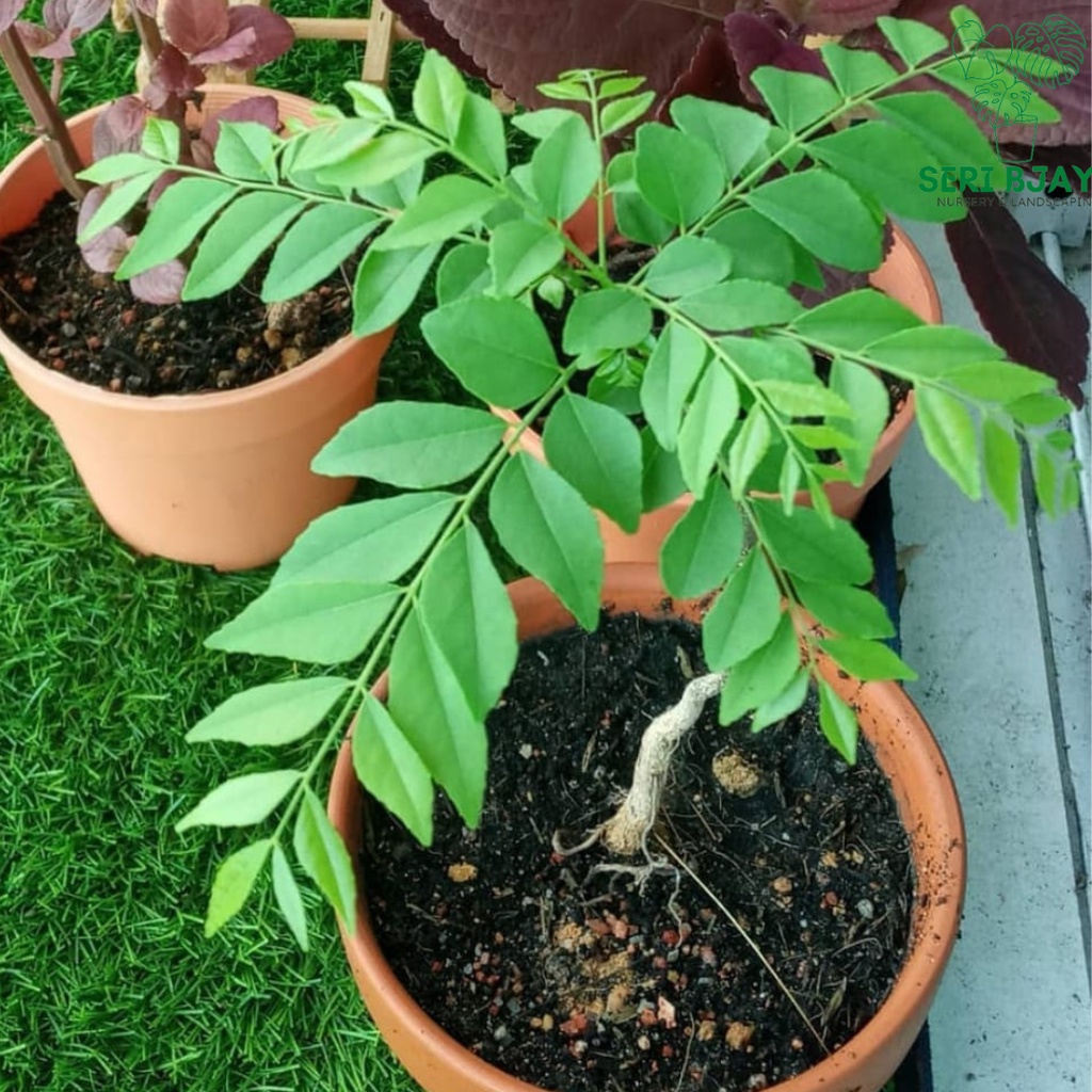 Best Wangi Curry Leaves Tree/ Pokok Daun Kari 咖喱叶/Vegetable Herb Live ...