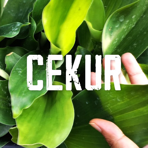 Pokok Cekur Kencur Dalam Polibeg | Shopee Malaysia