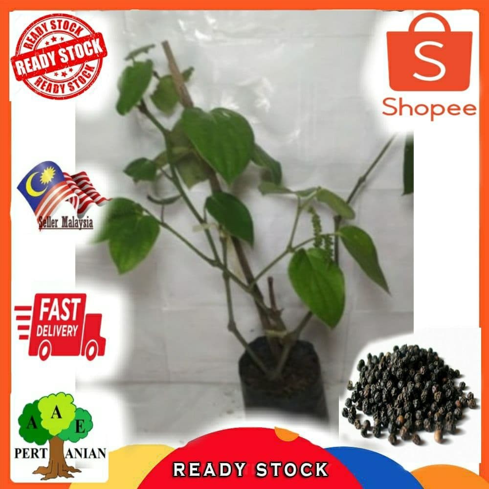 Pokok Lada Hitam / Black Pepper Plant | Shopee Malaysia