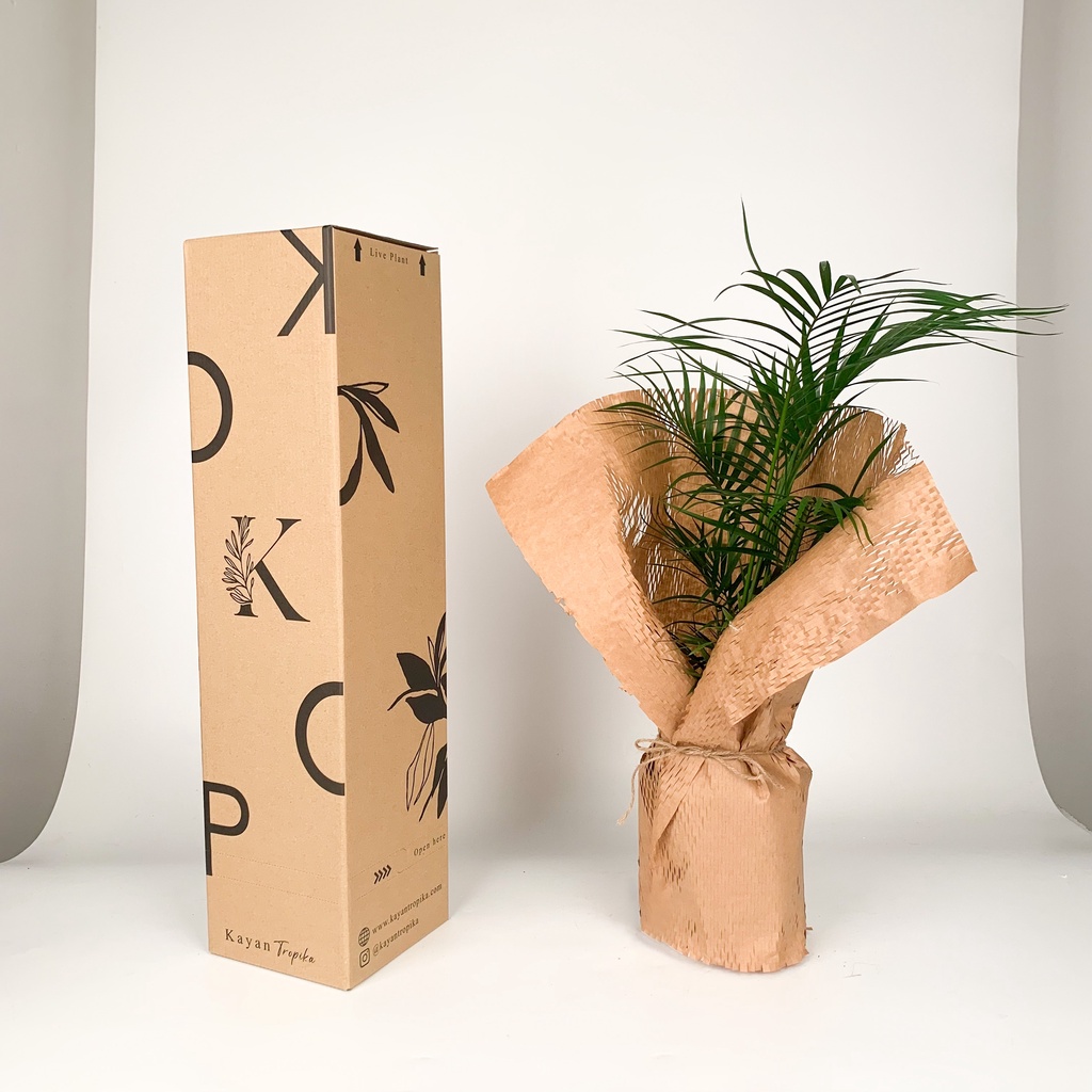 Kayan Tropika Palm Plant Java Palm Indoor plant pokok indoor pokok ...
