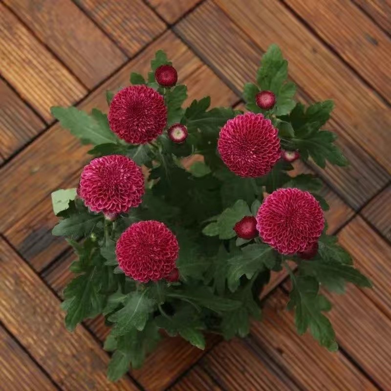 【Ready Stock】Bernih Bunga Ping Pong Aster Flower Seed Ping Pong Aster ...