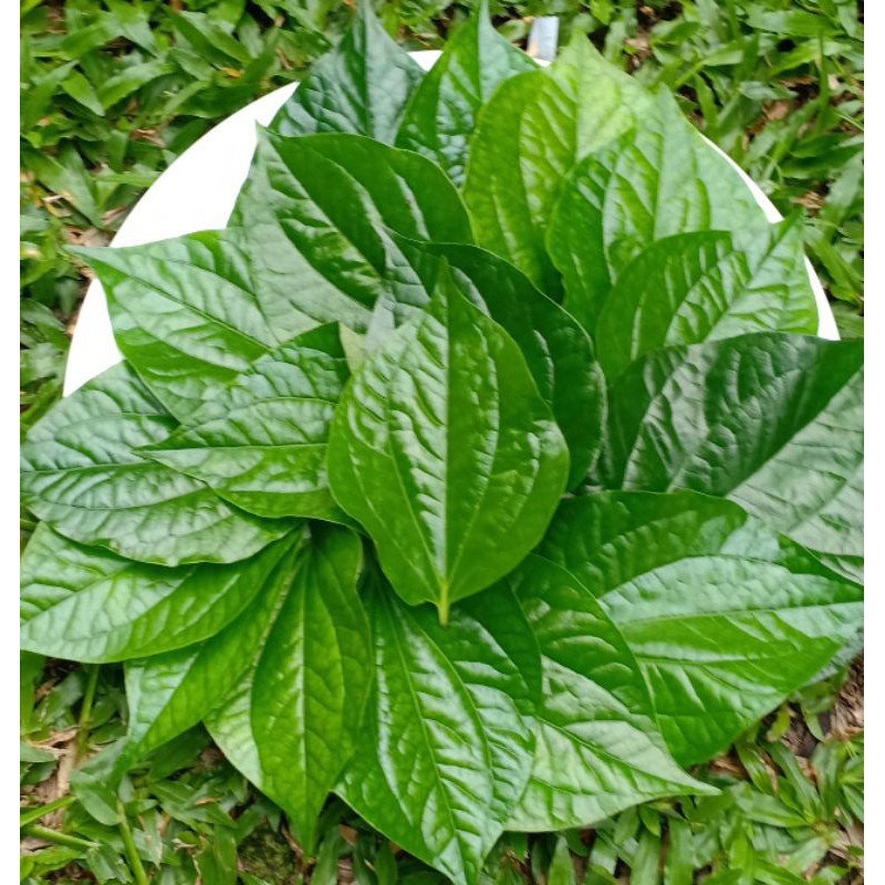 DAUN KADUK FRESH DIPETIK🔥 | Shopee Malaysia