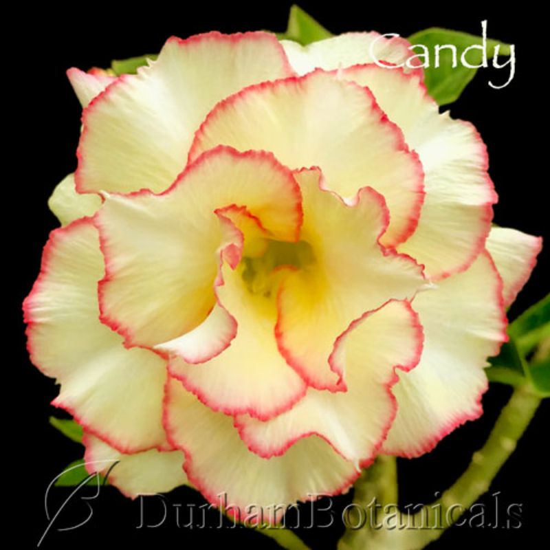 READYSTOCK ADENIUM GRAFTED KUNING BINGKAI PINK(POS DGN PASU) | Shopee ...