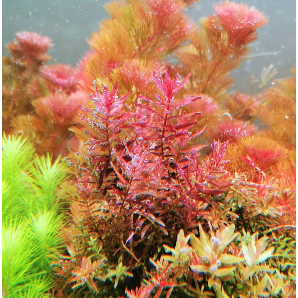 Rotala Macrandra SP Dwarf ( Mini Butterfly ) Submerged Shrimp Safe ...