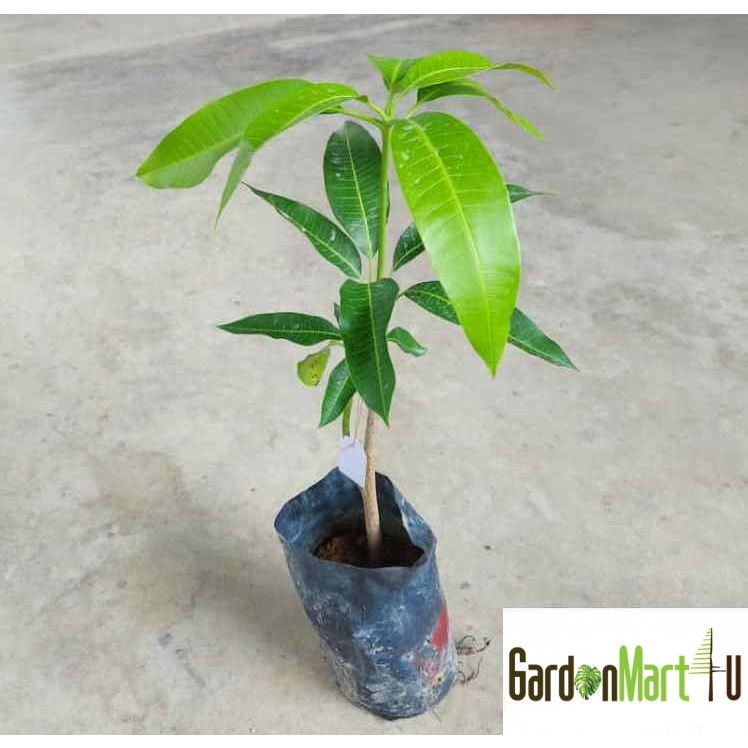 Mango Fruit Tree Live Plant Anak Pokok Buah Harum Manis Mangga 芒果树 ...