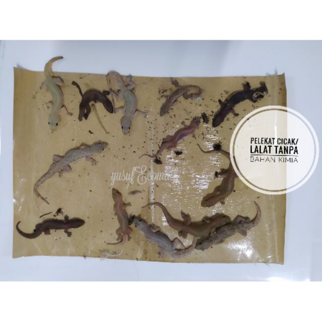 Pelekat Cicak Tanpa Racun @ cicak | Shopee Malaysia