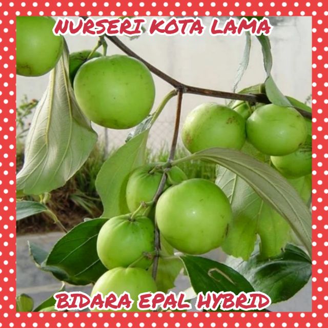 🔥HYBRID🔥 POKOK BIDARA EPAL / Bidara Kampung / Hijau / Merah / Duri ...