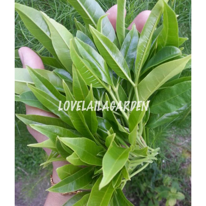 TENGGEK BURUNG • CABANG 3 • 50 BIJI BENIH • SEEDS • | Shopee Malaysia