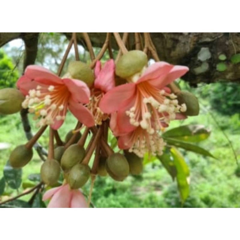 ANAK POKOK DURIAN BUNGA MERAH JERONG / JERUNG sangat rare | Shopee Malaysia