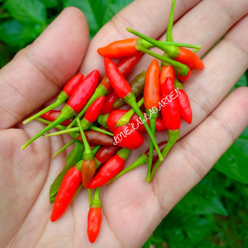 CILI PADI KAMPUNG KECIL • 50 BIJI BENIH• SEEDS • | Shopee Malaysia