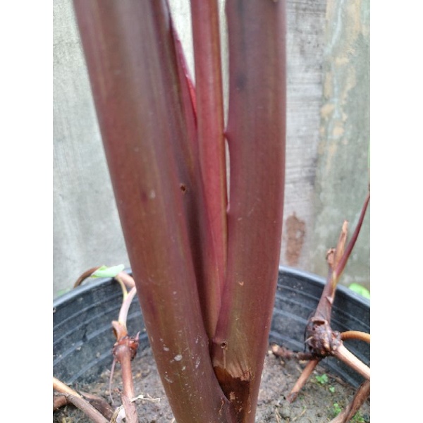 BMV Maroon Stem Black Magic Variegated | Shopee Malaysia